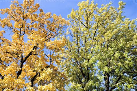 Different Deciduous Trees Stock Photo At Vecteezy