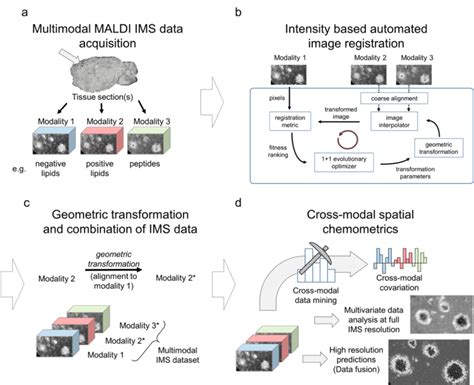 overall workflow for the multimodal exploration of biological tissues