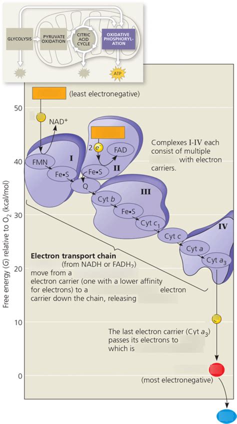Electron Transport Chain Diagram Diagram Quizlet