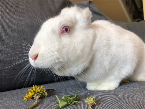 The Many Faces Of Bigwig Rabbit Rescue Incorporated Facebook