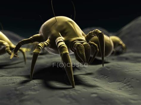 Colonia De ácaros Del Polvo Microscópico — Cutícula Biología Stock