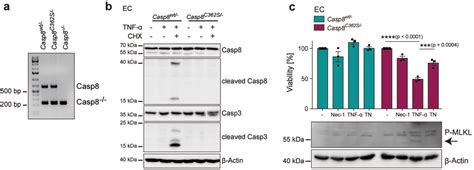 Figure 37 From Caspase 8 Is The Molecular Switch For Apoptosis