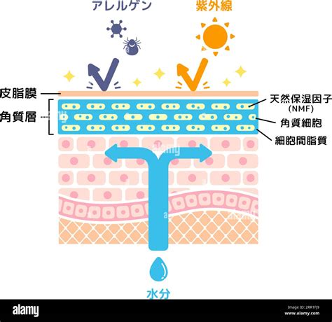 Cross Section Illustration Of Healthy Skin Stock Vector Image And Art Alamy