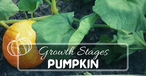 7 Pumpkin Growth Stages Just Pure Gardening 2024