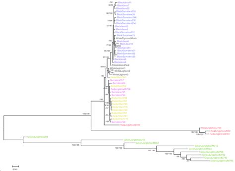 Bayesian Consensus Tree Based On Mitochondrial Genome Numbers Beside