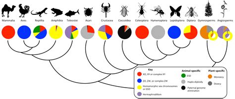 Mechanisms Of Sex Determination Introduction To The Evolution Biology Of Sex