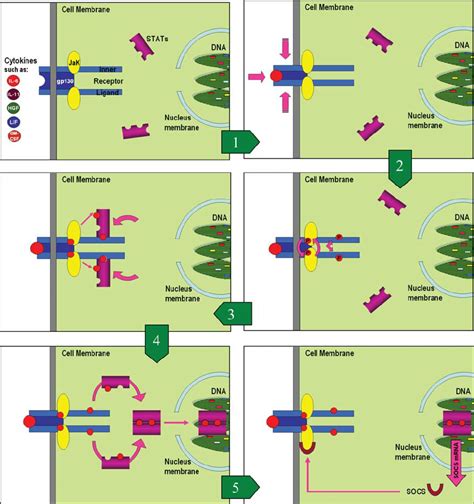 Jak Stat Signal Transduction Pathway Download Scientific Diagram