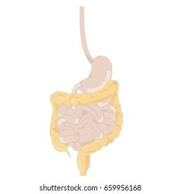 Digestive System Vector Illustration Stock Vector Royalty Free Shutterstock