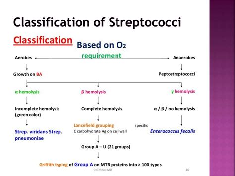 Solution Streptococcus Classification Studypool