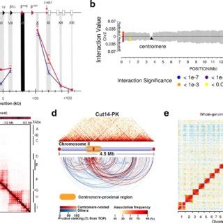 PDF C And C Based Techniques The Powerful Tools For Spatial Genome Organization Deciphering