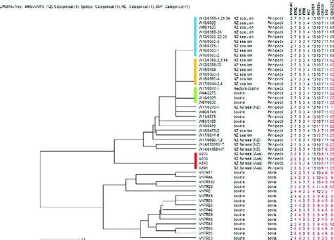 Dendrogram Nine Variable Number Tandem Repeat And Two Direct Repeat