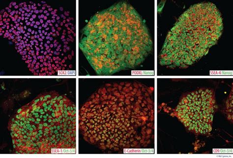 Pluripotent Stem Cell Antibody Panel Sc009 Randd Systems