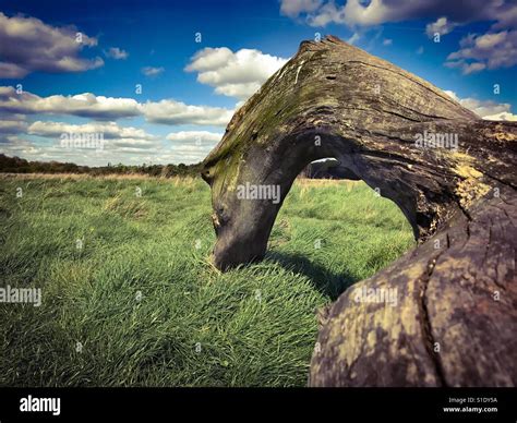 Twisted Tree Trunk Stock Photos Twisted Tree Trunk Stock Images Alamy