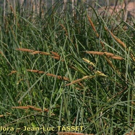 Carex Microcarpa Plant Care And How To Grow Water