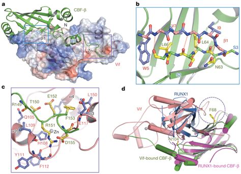 Vif And Runx1 Overlap When Interacting With Cbf β A Overall Structure
