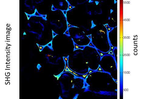 Intensity And Timeresolved Confocal Fluorescence Images Fluorescence