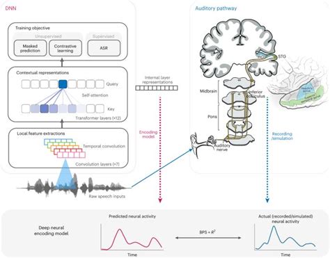 Eric Feuilleaubois Phd On Linkedin Dissecting Neural Computations
