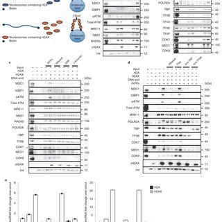 An In Vitro Assay Demonstrates A Role Of The PIC And Of RNA Synthesis Download Scientific