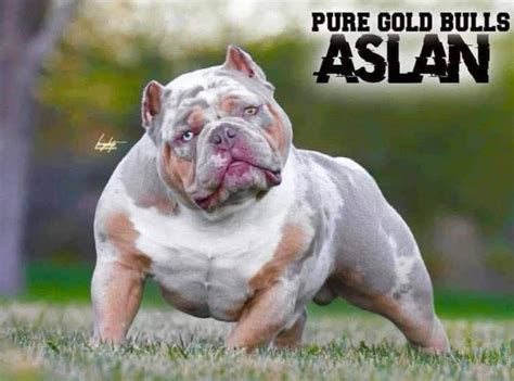 Ashley Darr Up Next… Aslan 👀 🏡 Must Honor Outstanding Facebook