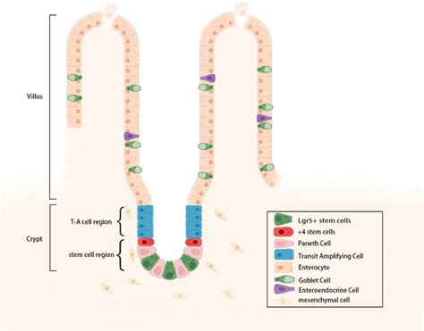 Diagram Illustrating The Arrangement Of Intestinal Stem Cells And The