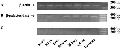 Transgene Derived Mrna Levels In Various Tissues Of The Tg27 Mice The