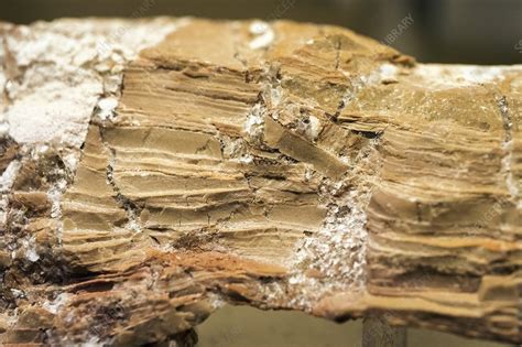 K T Boundary Layer Rock Sample Stock Image C0297312 Science