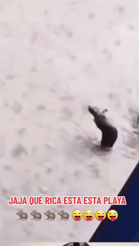 Vivavideo Raton Meme 🤣🤣🤣 Chiste Risa Broma Funny Tiktok V