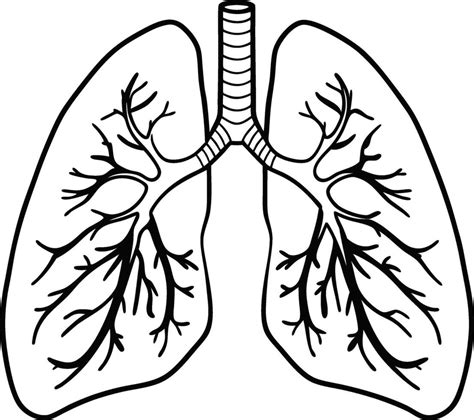 Simple Website Wireframe Design 55053681 Vector Art At Vecteezy