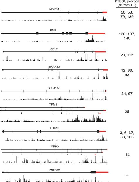 Figures And Data In Polypyrimidine Tract Binding Protein 1 Protects Mrnas From Recognition By