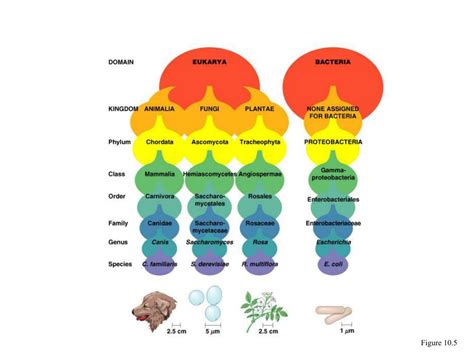Ppt Taxonomy And Classification Of Microbes Especially Prokaryotes
