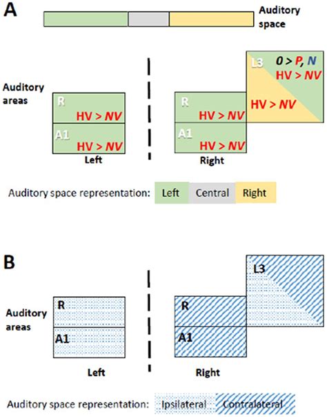 Frontiers Emotional Sounds In Space Asymmetrical Representation Within Early Stage Auditory Areas