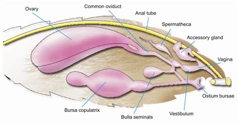 Snakes Reproductive Organs