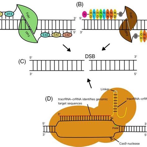 Basic Principle Of Conditional Gene Knockout Using Cre Loxp System A Download Scientific