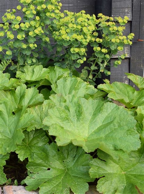 Dwarf Umbrella Plant Herbidacious