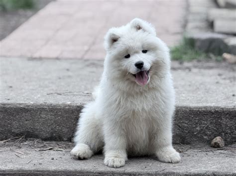 Samoyed Puppies For Sale In Australia From Responsible Breeders