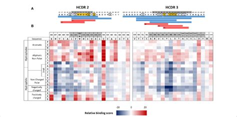 Location Of The Cd4 T Cell Epitopes In The Hcdr2 And Hcdr3 Regions Of