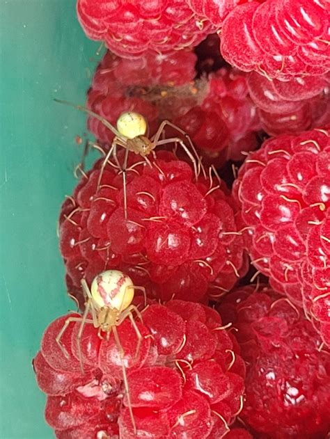 Candy Striped Spider Bros From Our Raspberry Patch Rspiderbro Candy Striped Spider Bros From Our Raspberry Patch Rspiderbro