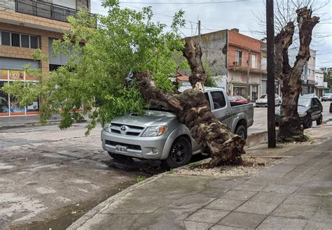 Temporal Un árbol Aplastó Una Toyota Hilux Mi 8 Mar Del Plata