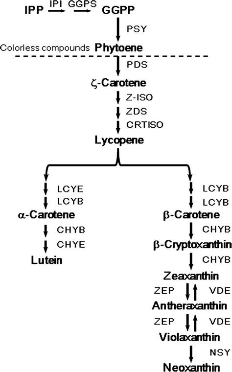 Schematic Of The Carotenoid Biosynthesis Pathway In Plants Ipp Download Scientific Diagram