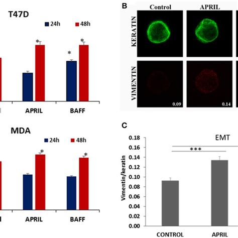 Expression Levels Of Baff April Baff R Bcma And Taci In Breast