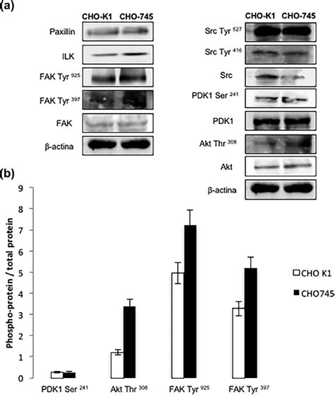 The Absence Of Gags In Cho Cells Induces Phosphorylation Of Focal Download Scientific Diagram