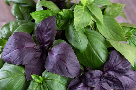 Basil and its medicinal properties.This flavored herb is known to all