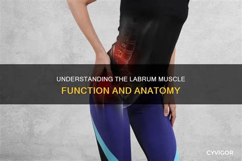 Understanding The Labrum Muscle Function And Anatomy Cyvigor Understanding The Labrum Muscle Function And Anatomy Cyvigor