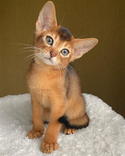 Abyssinian Cat