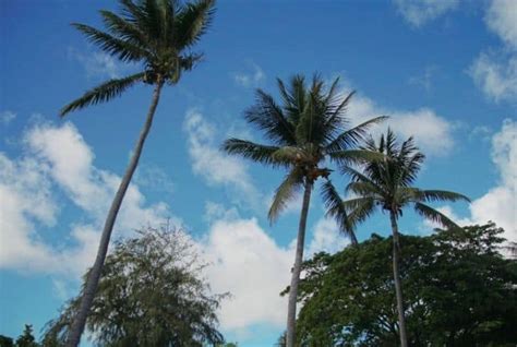 Different Types Of Coconuts That Grow Around The World Conserve Energy Future
