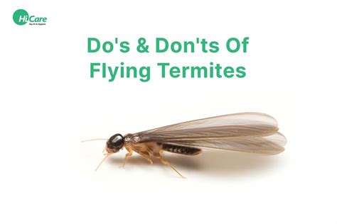 5 Dos And Donts Of Flying Termites In Your House Hicare
