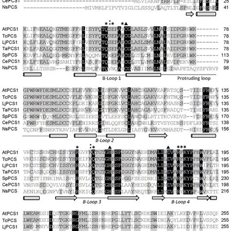 sequence alignment of the n terminal domain of atpcs1 with eukaryotic download scientific