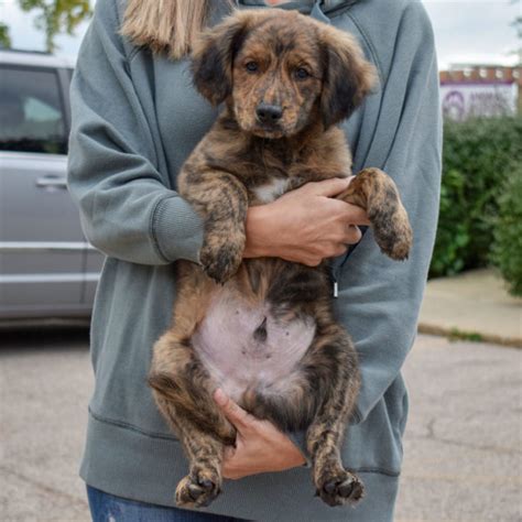 Derek Animal House Shelter