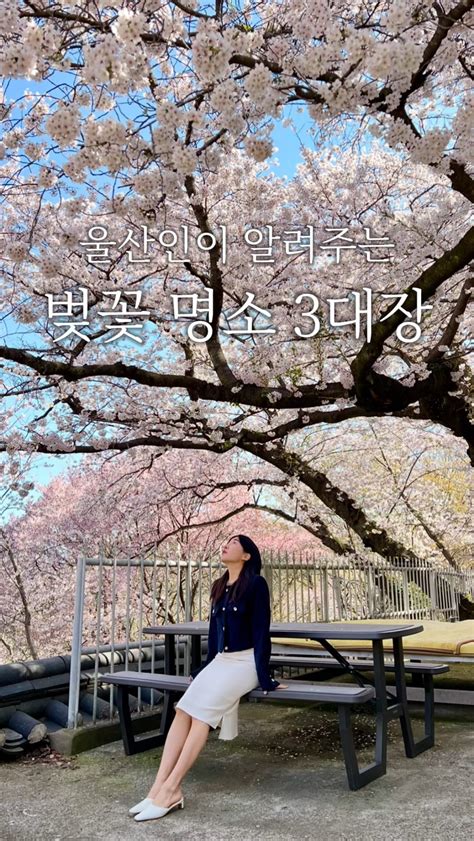 👩🏻유트래블리💖워킹맘의 여행 ️맛집카페투어 ️ 경주 실시간 목련 만개한 곳🤍💛⠀ ⠀ 📸25323⠀ ⠀ ⠀ 🏷️이쯤되면 꽃이 좀 폈으려나~⠀ 하고 방문했는데