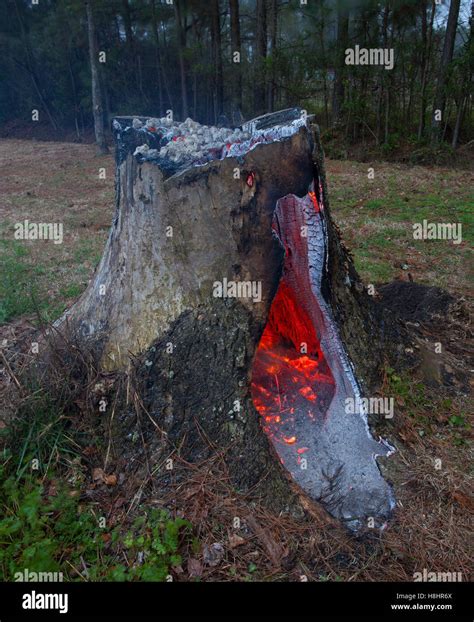 Hollow Tree Stump With Hole Coals Smoldering In The Middle Stock Photo Alamy